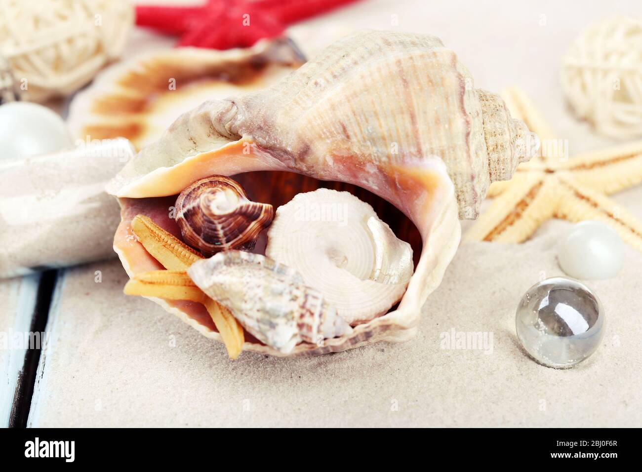 The composition of shells hi-res stock photography and images - Alamy