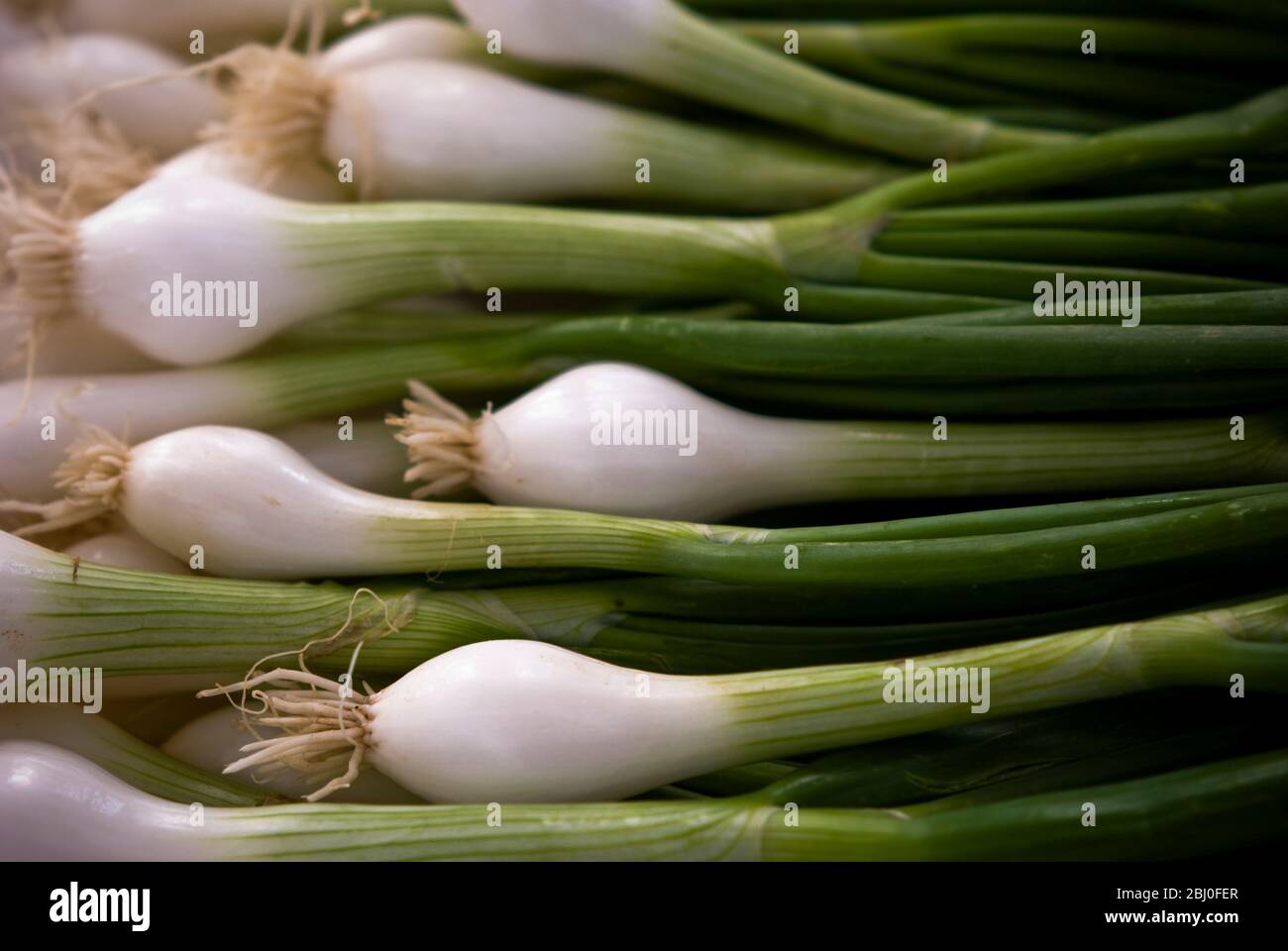 Close up of spring onions filling the frame Stock Photo - Alamy