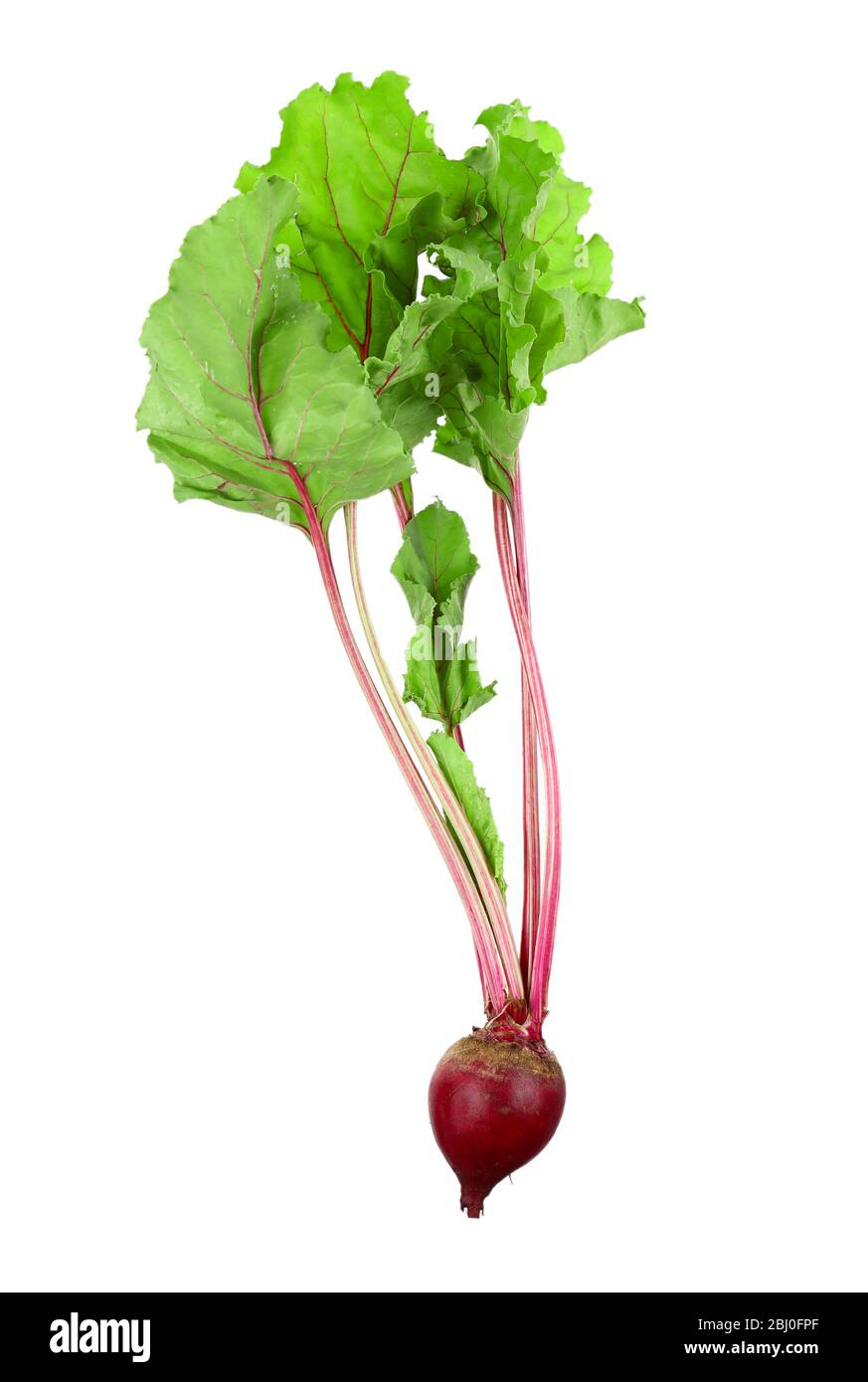 Young beet isolated on white Stock Photo - Alamy