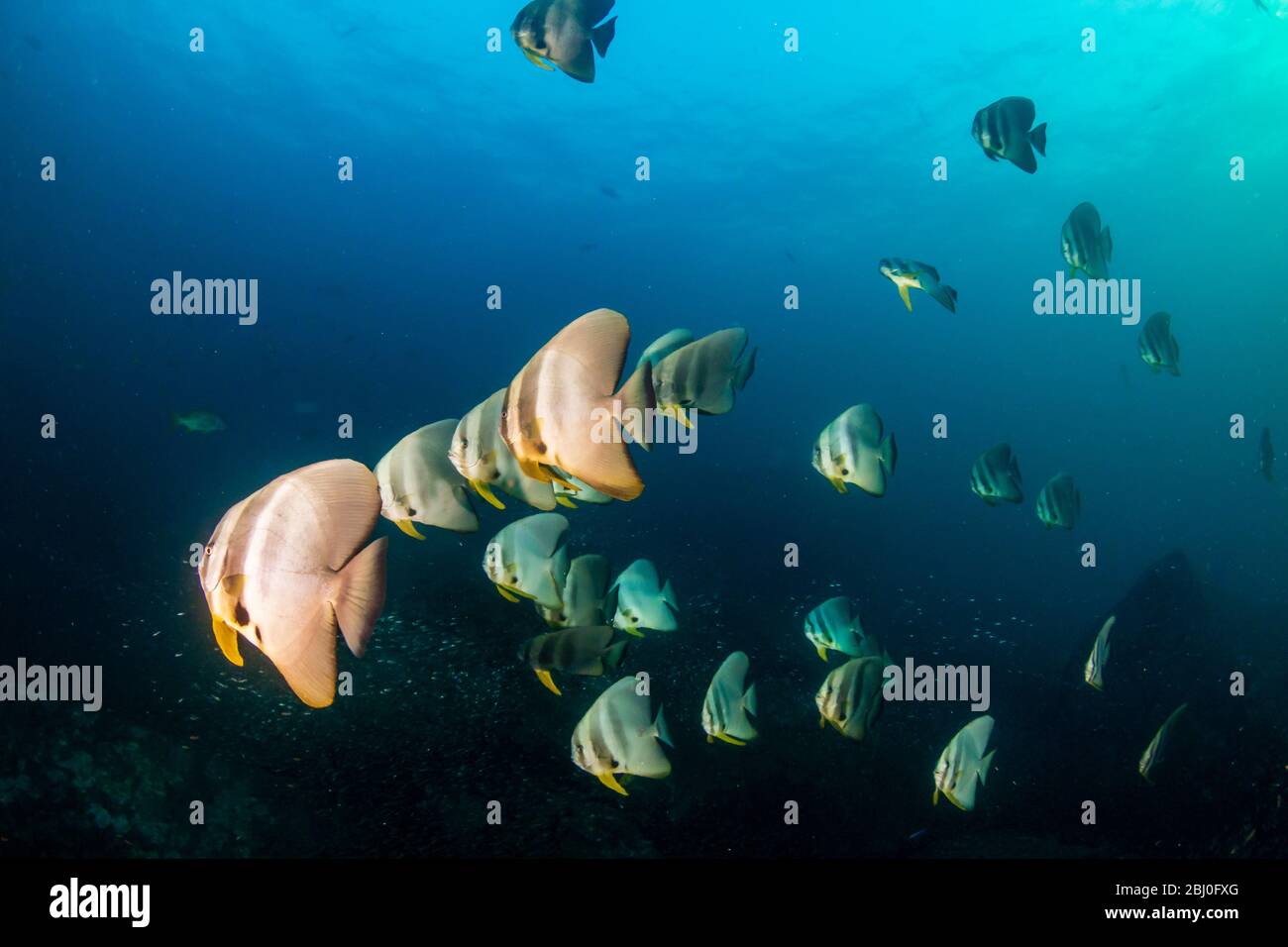 Underwater image of a school of Longfin Batfish (Spadefish) in a clear ...
