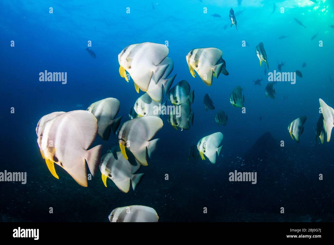 Underwater image of a school of Longfin Batfish (Spadefish) in a clear ...