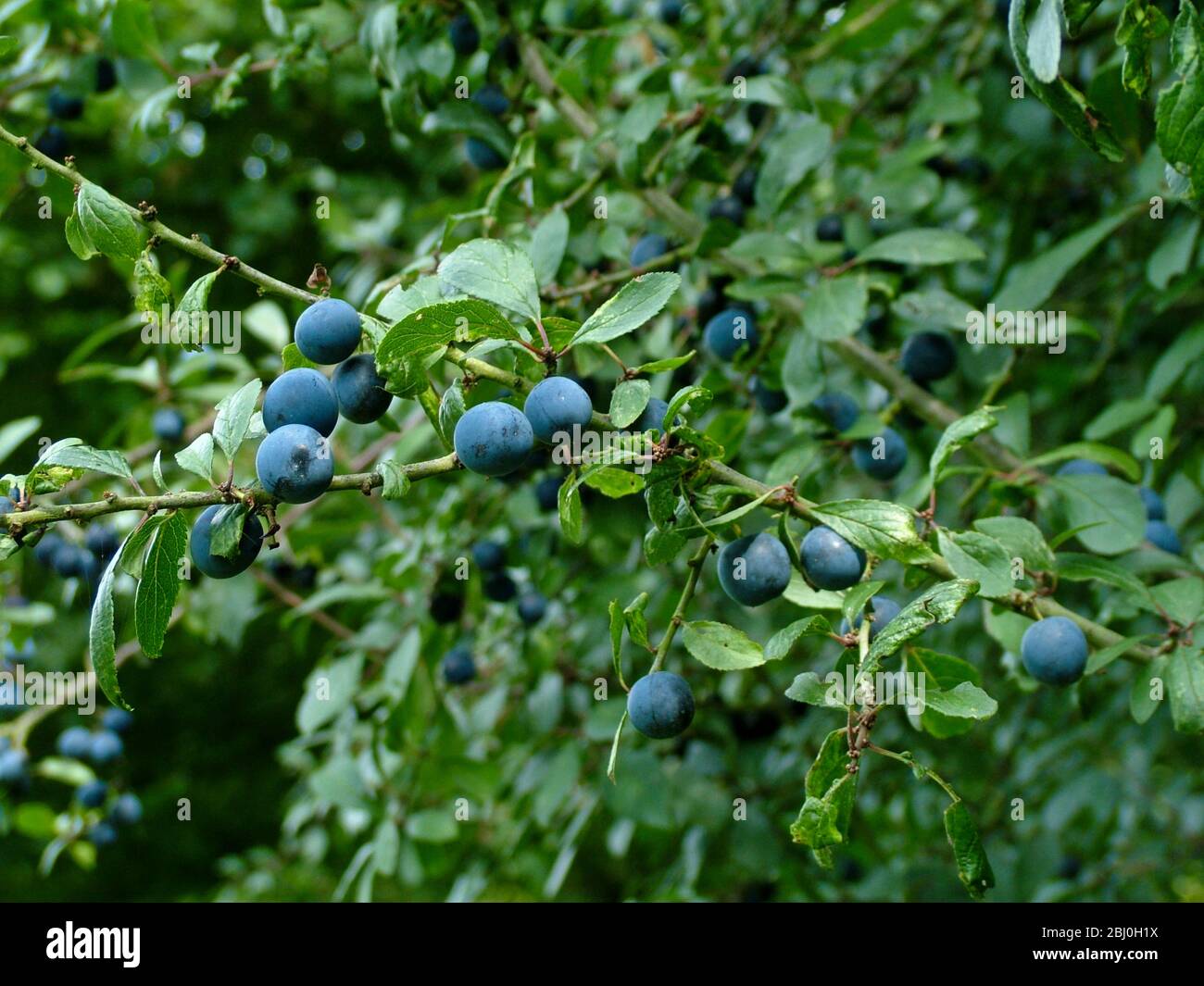 Sloes in the hedgerows and fields ready to be picked to make ...
