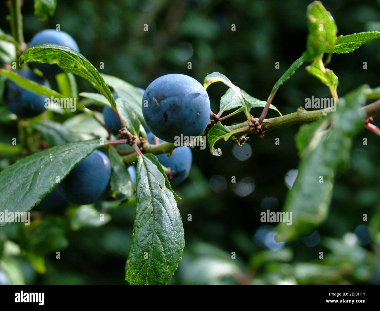 Sloes in the hedgerows and fields ready to be picked to make ...