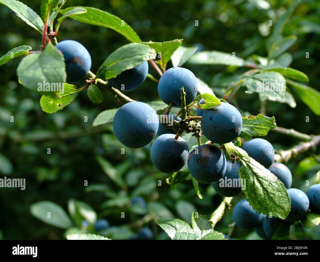 Sloe bushes kent hi-res stock photography and images - Alamy