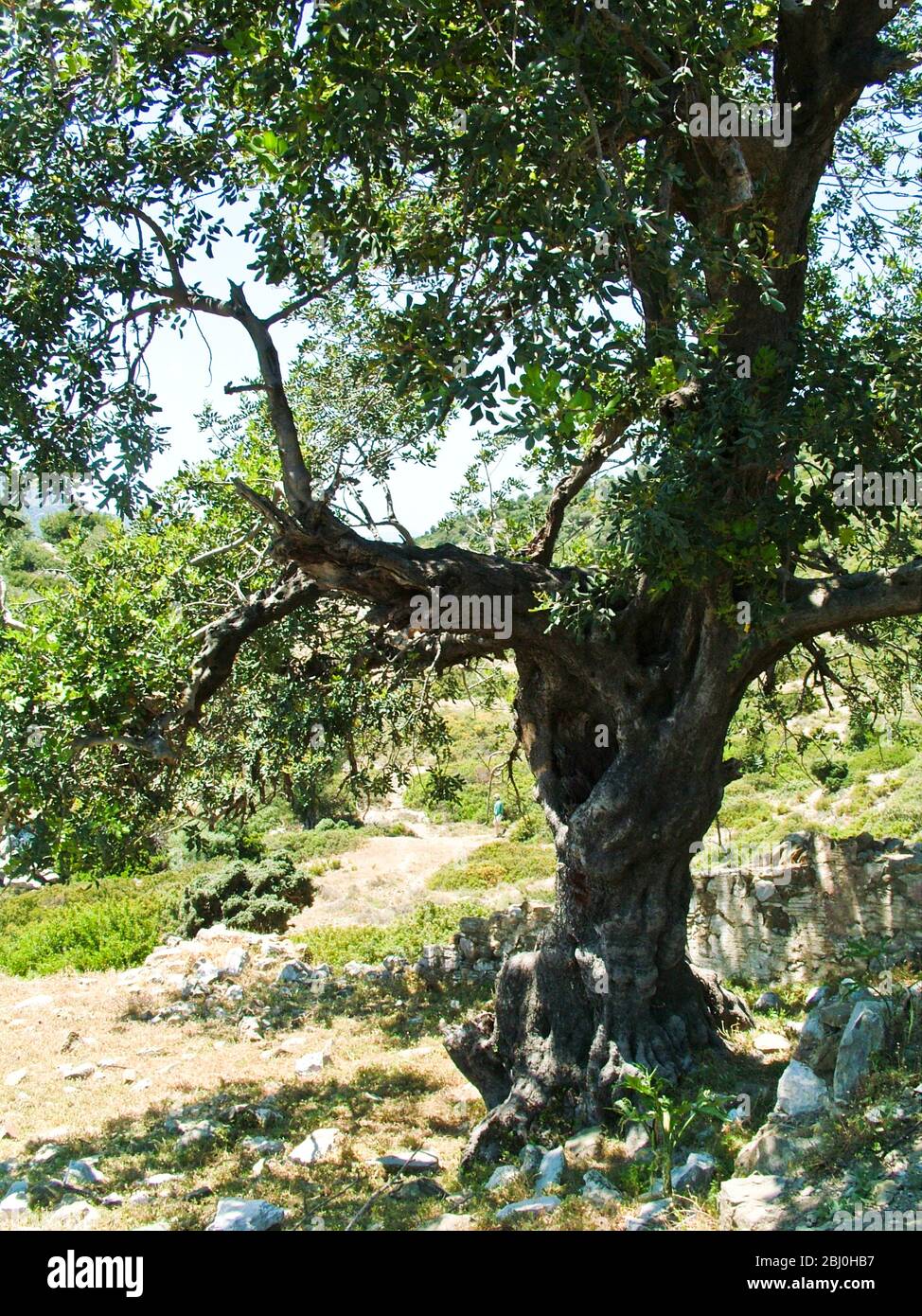 Old olive tree, on tiny island off southern Turkish coast Stock Photo ...