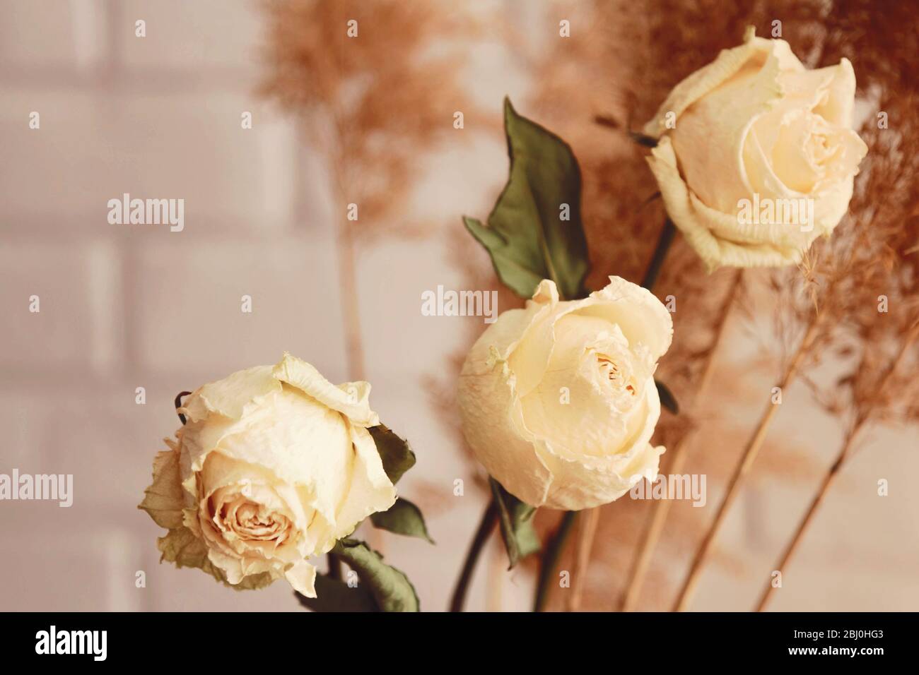 Reeds bouquet hi-res stock photography and images - Alamy
