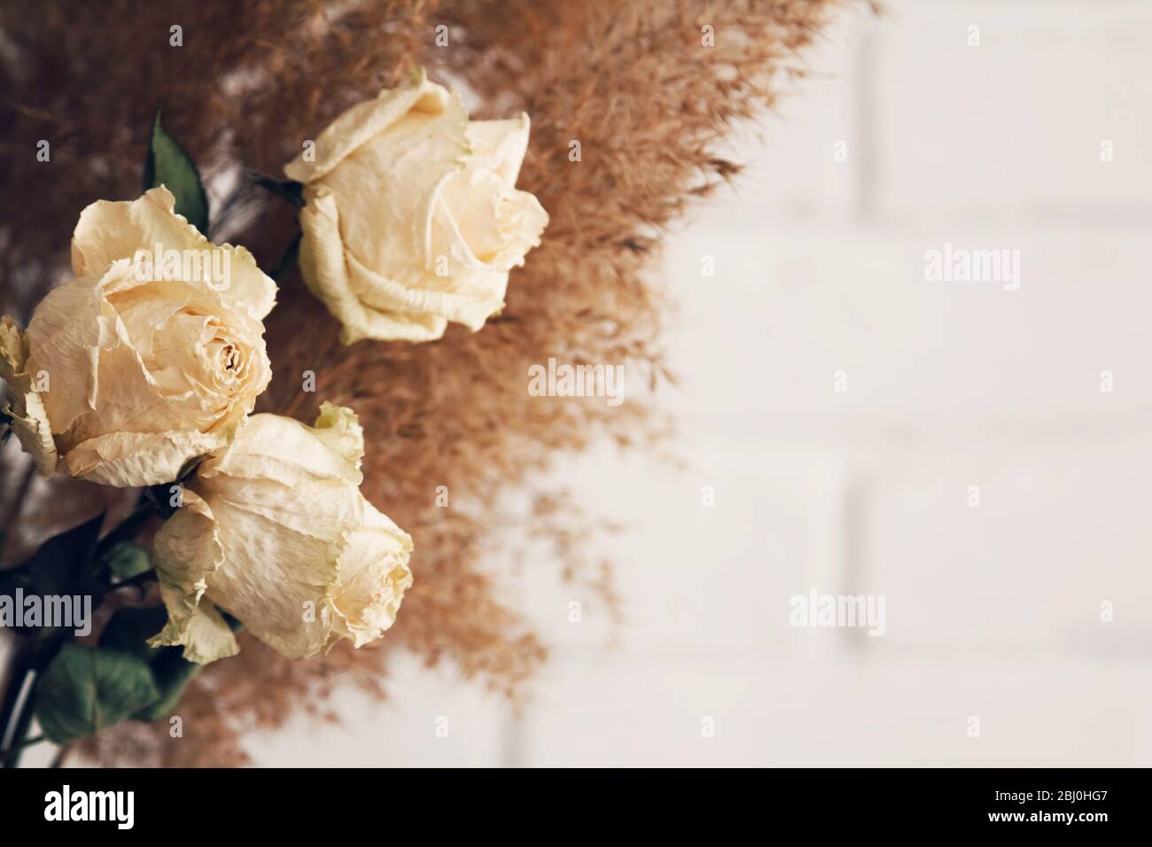 Reeds bouquet hi-res stock photography and images - Alamy