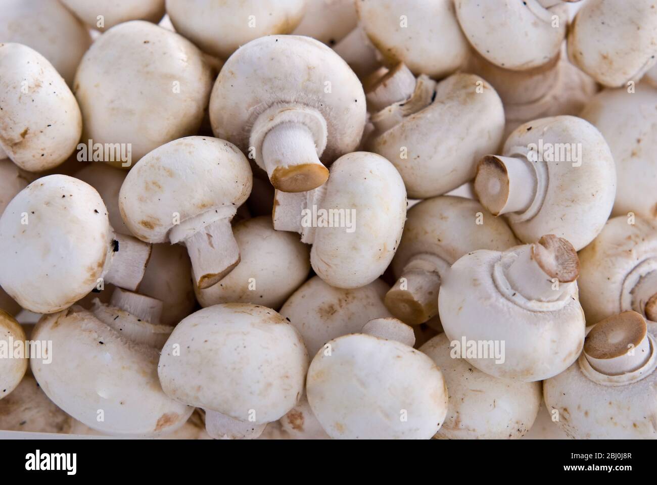 Fresh mushrooms champignon hi-res stock photography and images - Alamy