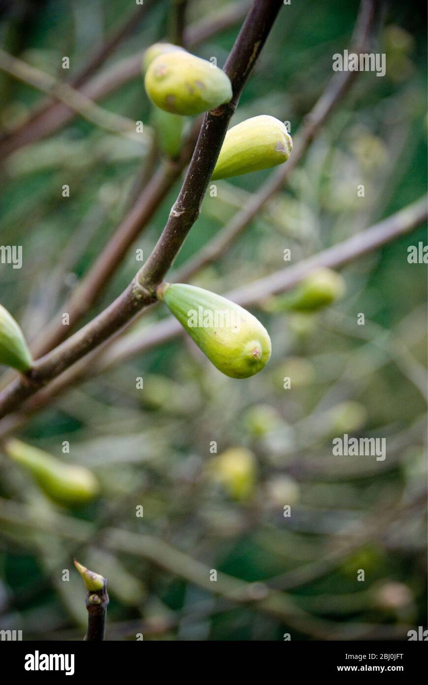 Figs growing through the winter in garden in Kent, England UK Stock ...