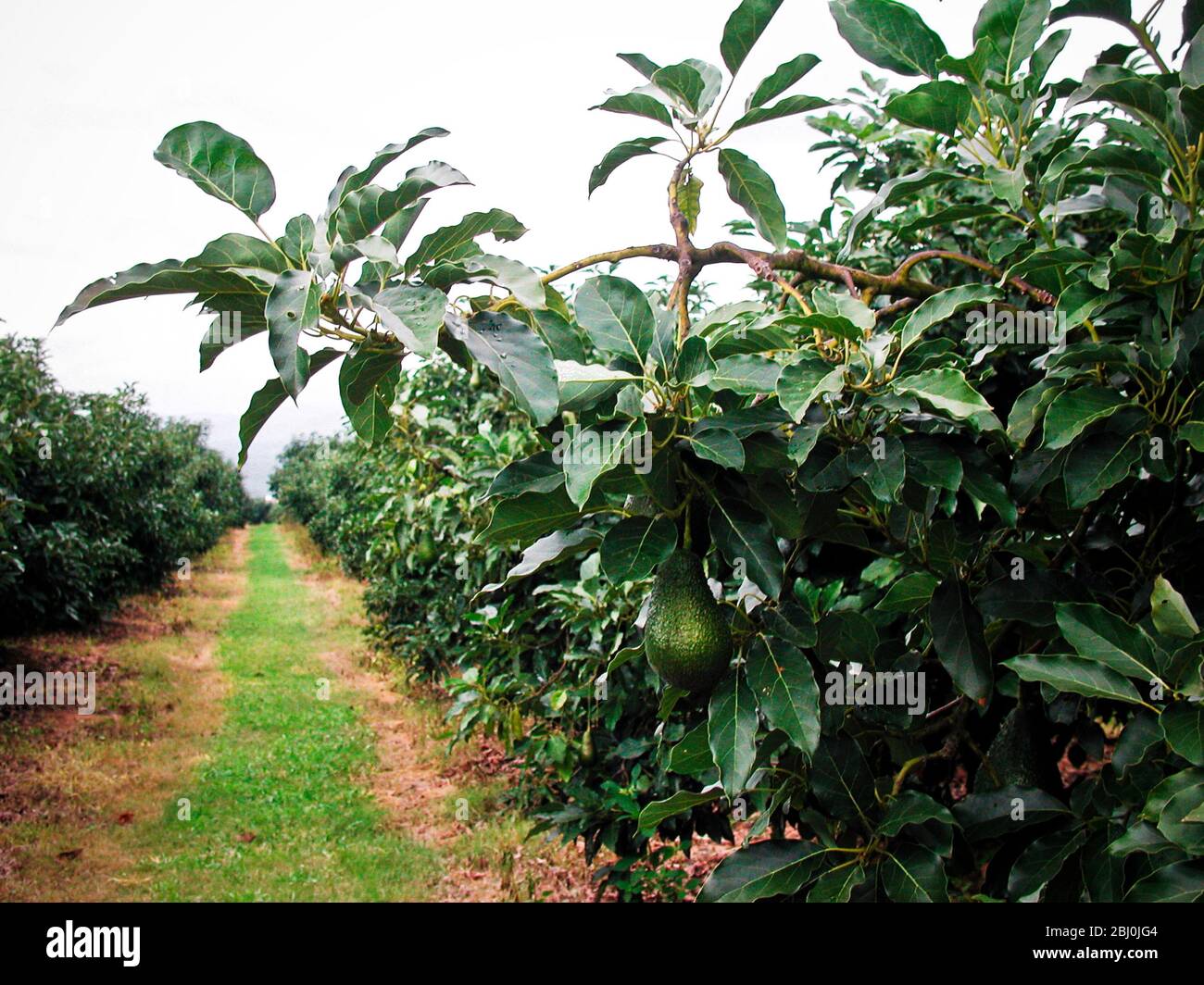 Avocados growing on tree, Mataffin Farm, Nelspruit, Mpumalanga, South ...