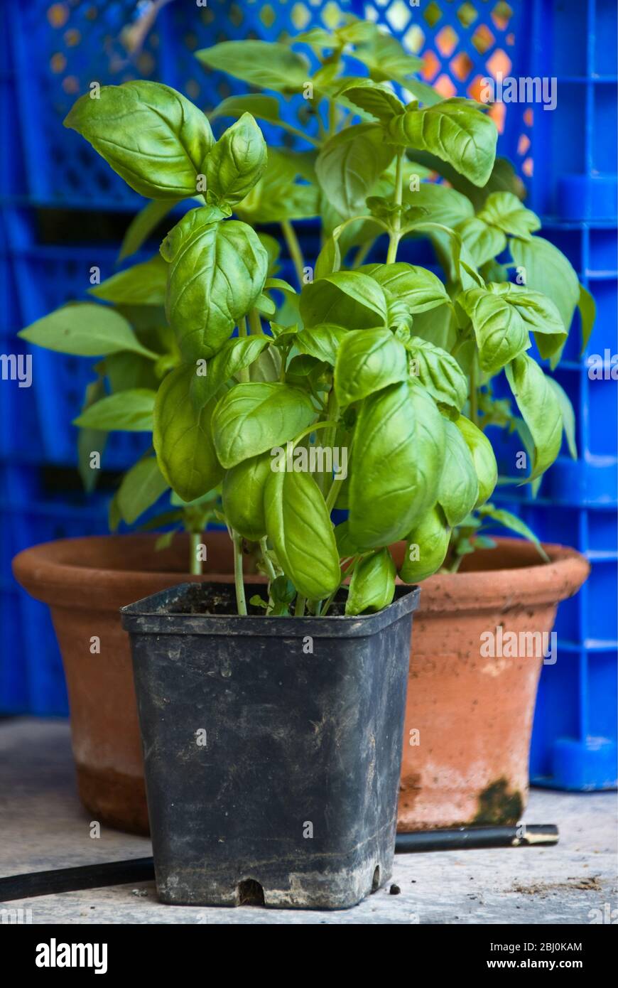 Basil pots hi-res stock photography and images - Alamy