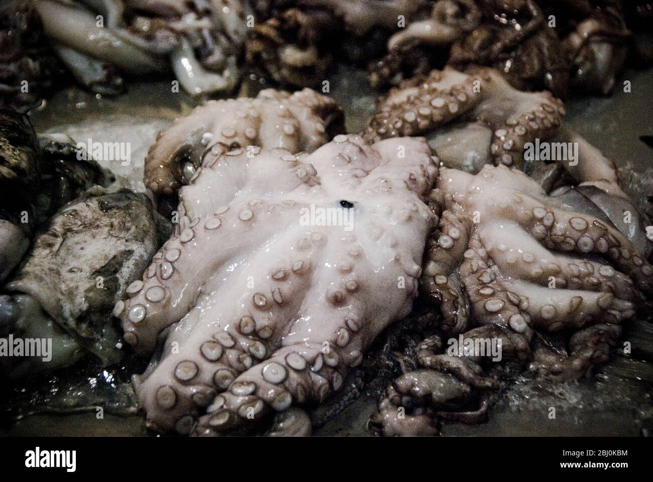 Fish counter hi-res stock photography and images - Alamy