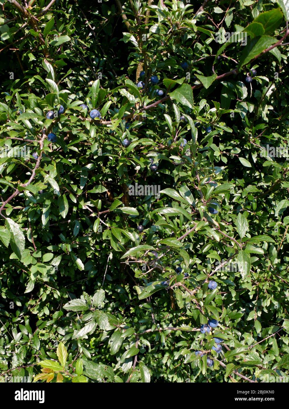 Sloes growing in blackthorn bushes in hedge in Kent UK Stock Photo - Alamy
