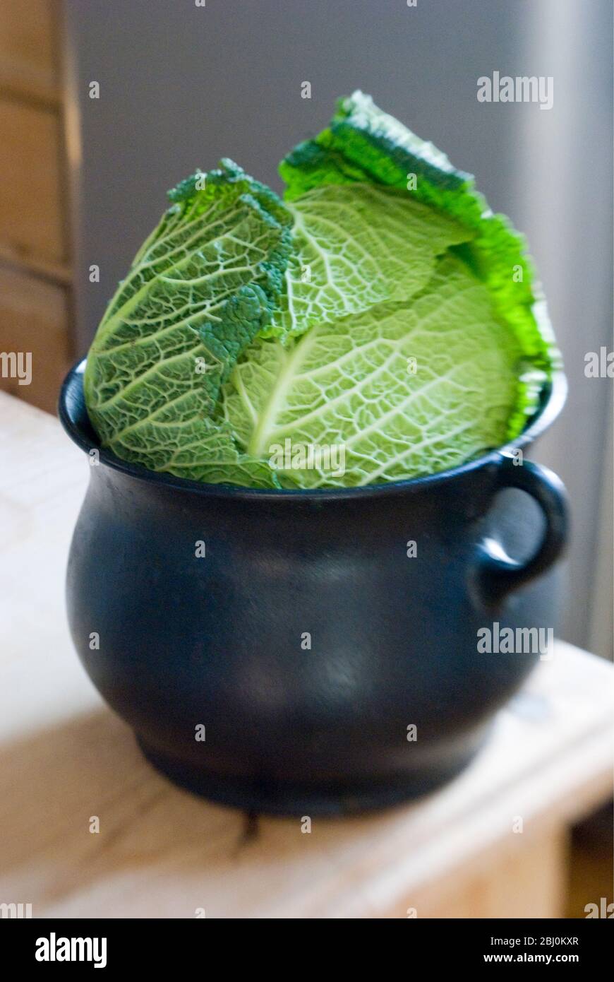Cabbage sitting in iron cooking pot in kitchen Stock Photo - Alamy