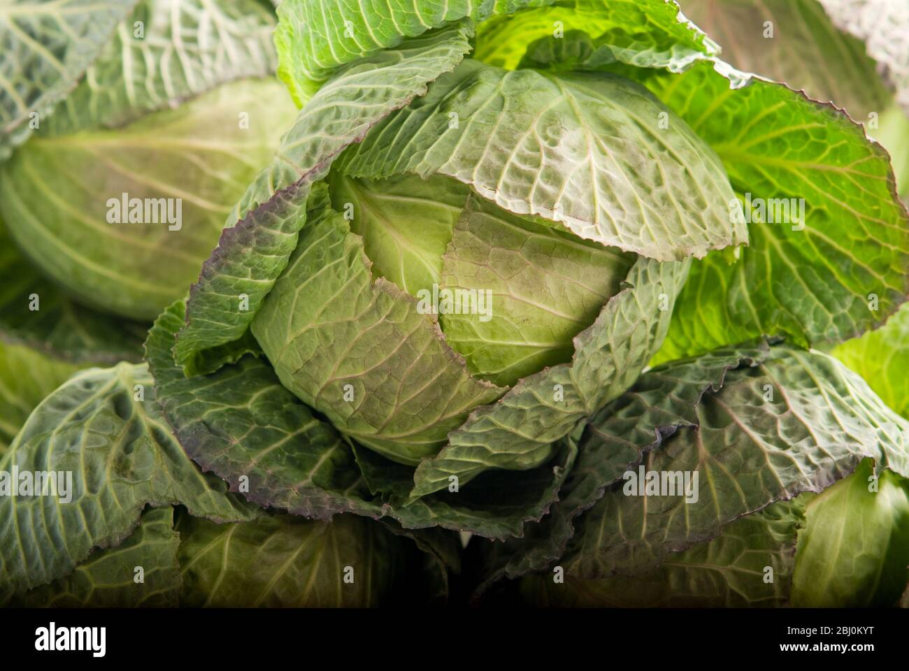Cabbages hi-res stock photography and images - Alamy