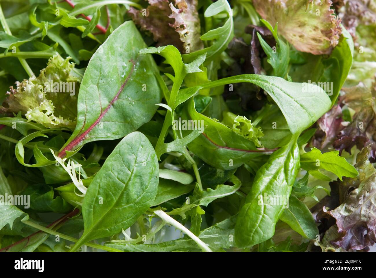 Mixed salad leaves. A mixture of baby leaves Stock Photo - Alamy