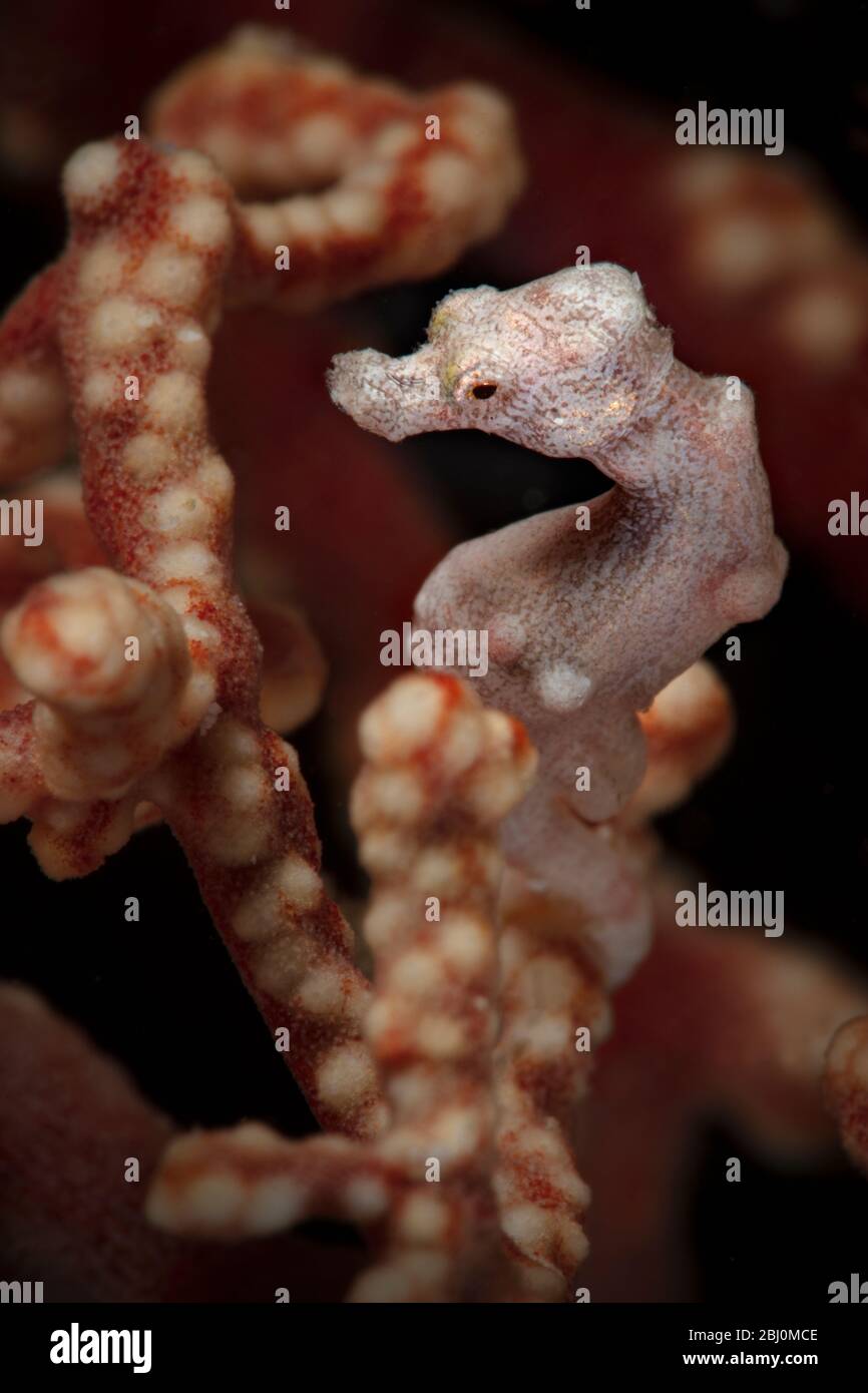 Denise's pygmy seahorse (Hippocampus denise). Underwater macro ...