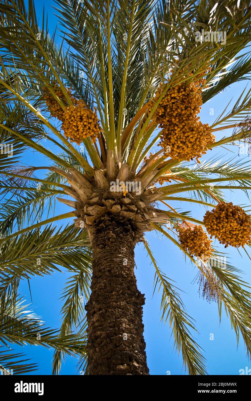 Date palms in gardens of Hala Sultan Tekkesi mosque, Larnaca, Cyprus ...
