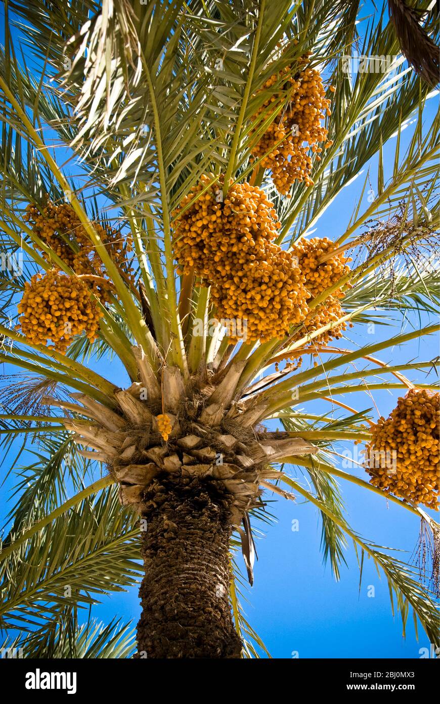 Date palms in gardens of Hala Sultan Tekkesi mosque, Larnaca, Cyprus ...