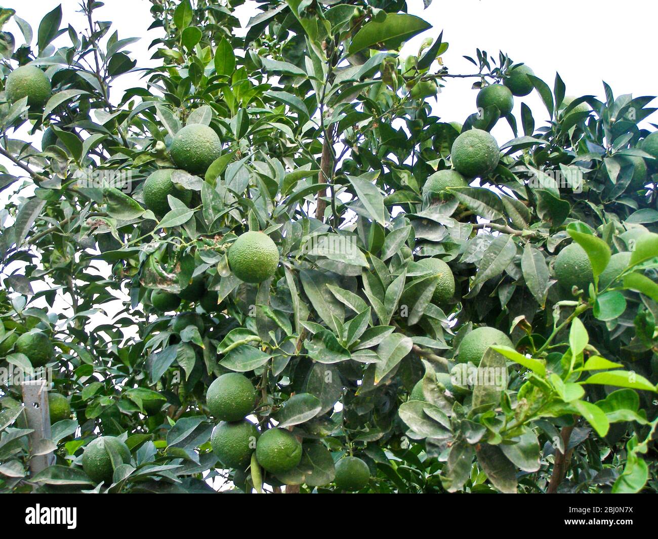Oranges fruit citrus trees hi-res stock photography and images - Alamy
