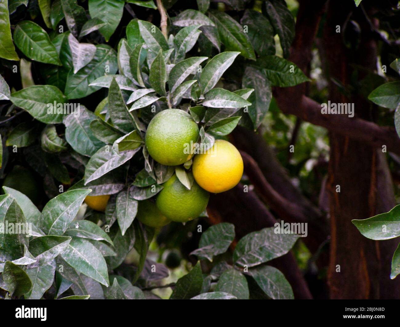 Oranges fruit citrus trees hi-res stock photography and images - Alamy