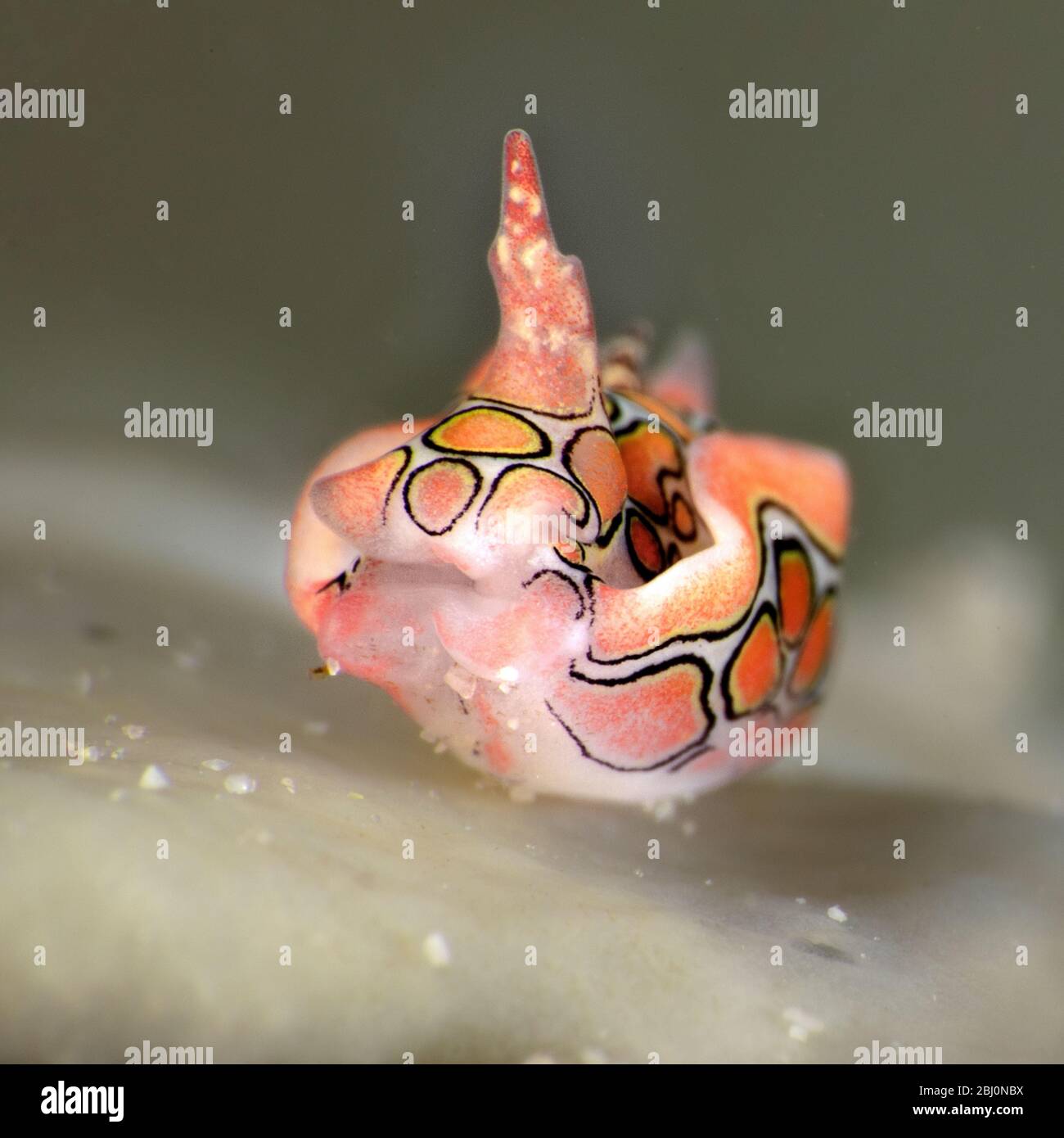 Psychedelic batwing slug (Sagaminopteron psychedelicum). Underwater ...