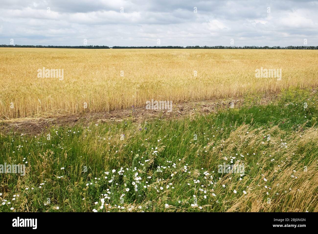 Beautiful golden field Stock Photo - Alamy