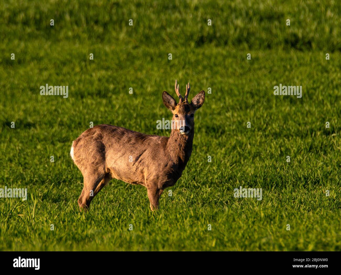 Male deer foraging in a young crop Stock Photo - Alamy