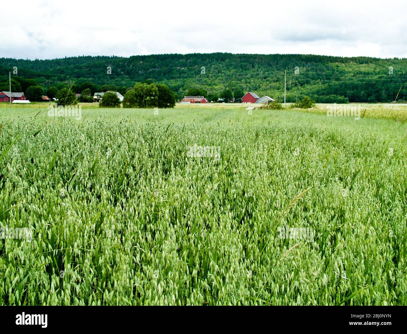 Ripening wheat interspersed with chamomile flowers in field in Halland ...