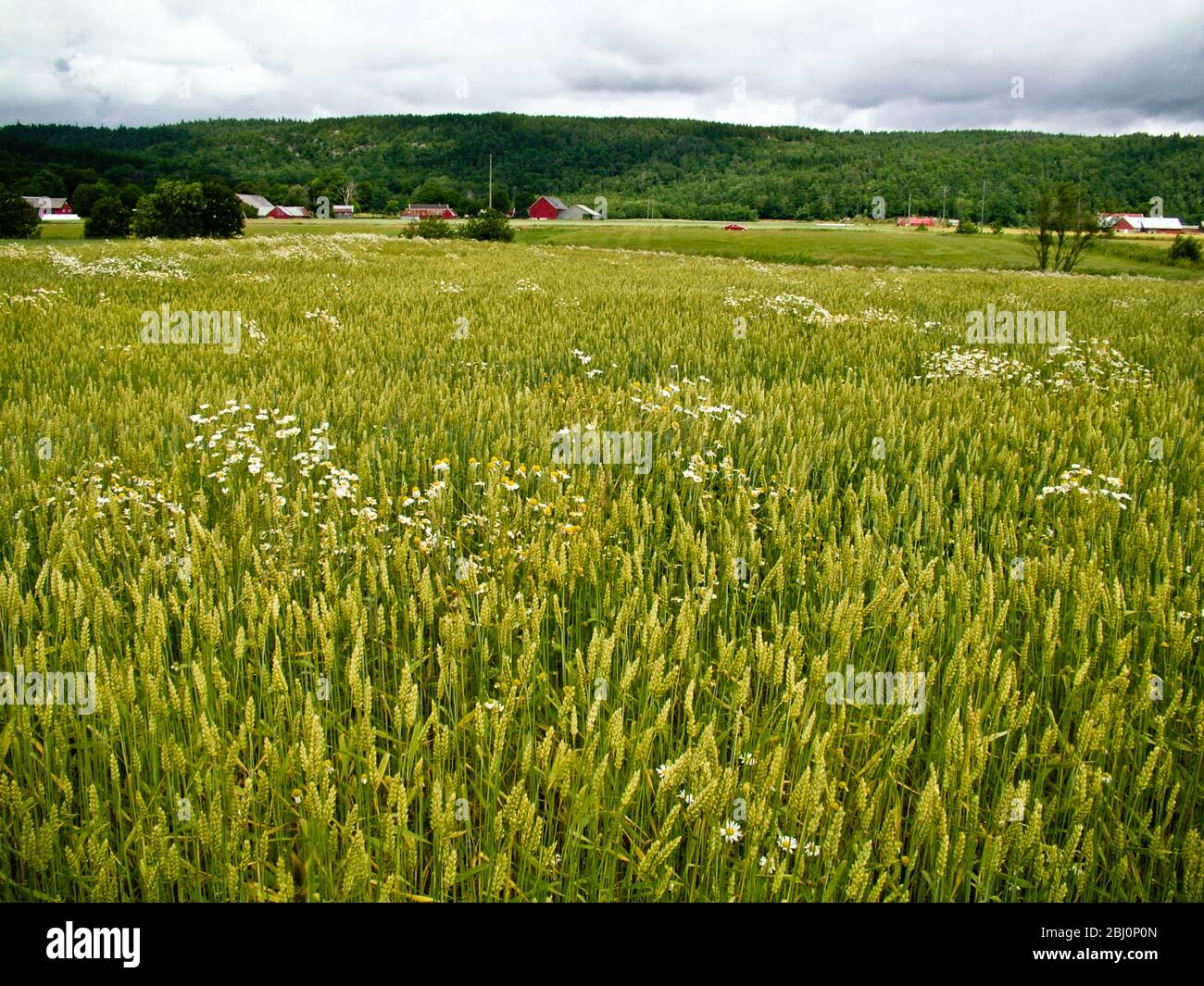 Ripening wheat interspersed with chamomile flowers in field in Halland ...