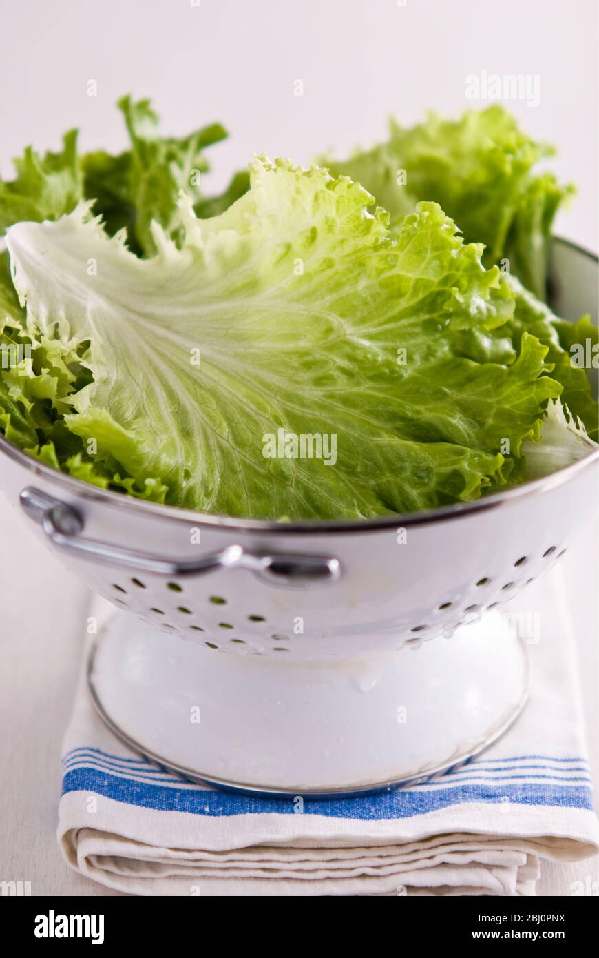 Whole leaves of batavia lettuce being washed in white enamel colander ...