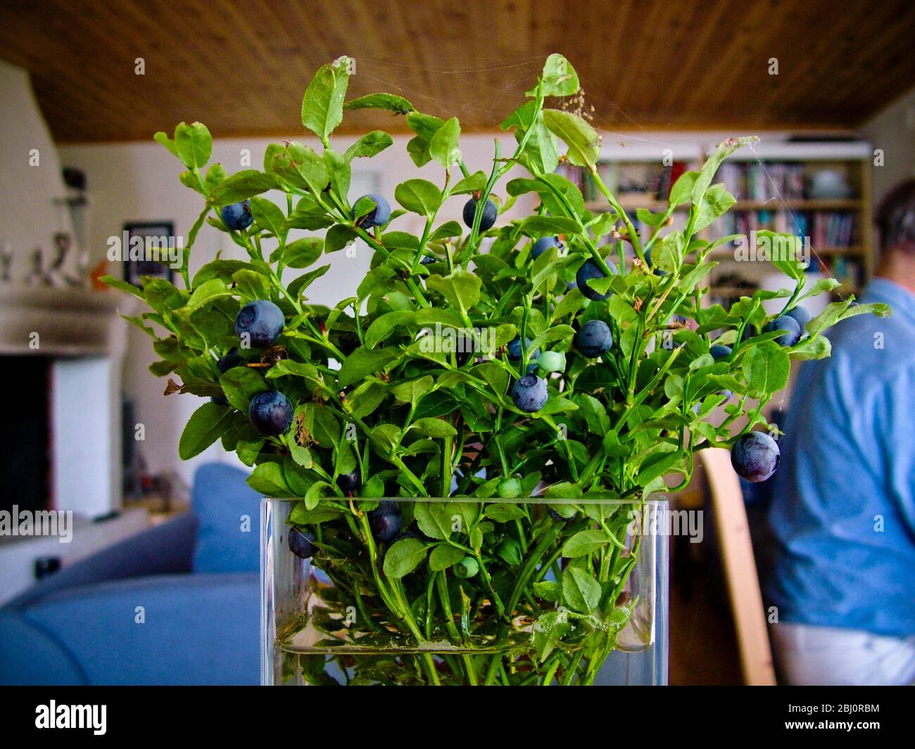 Blueberries on their stems picked as a bouquet in glass vase in Swedish ...