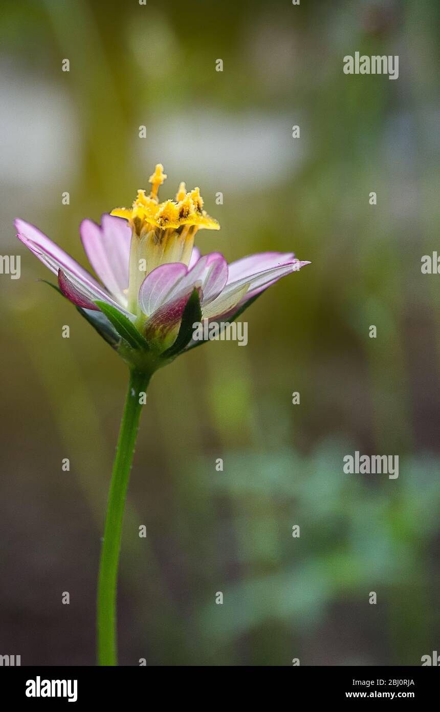 Bunga ulam raja hi-res stock photography and images - Alamy