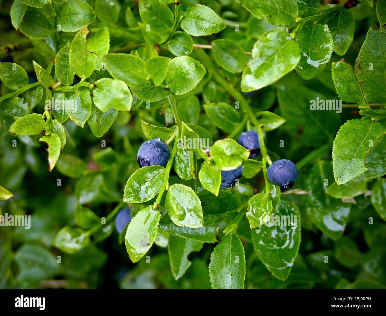 Wild blueberries growing in woodland in southern Sweden, photographed ...