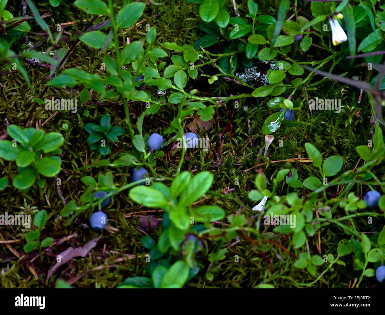 Berries growing wild hi-res stock photography and images - Alamy