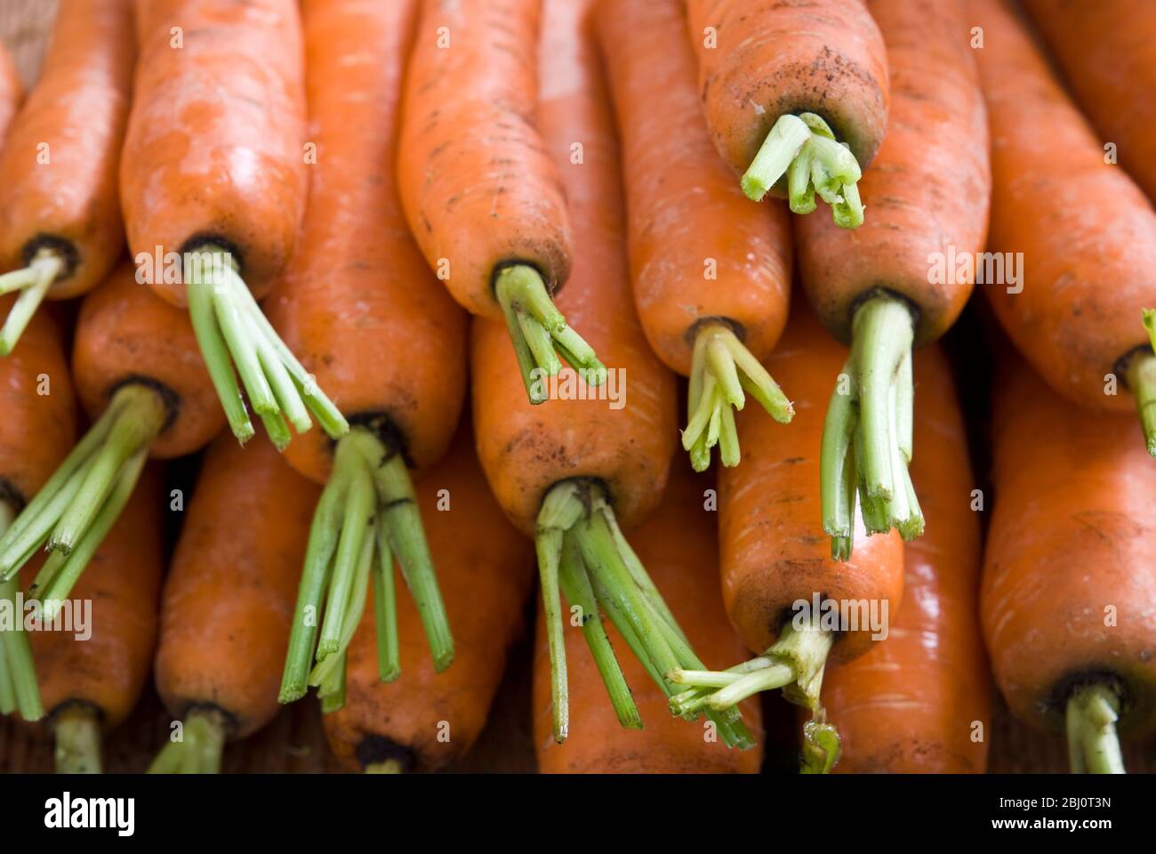 Stack of raw fresh carrots with green tops Stock Photo - Alamy