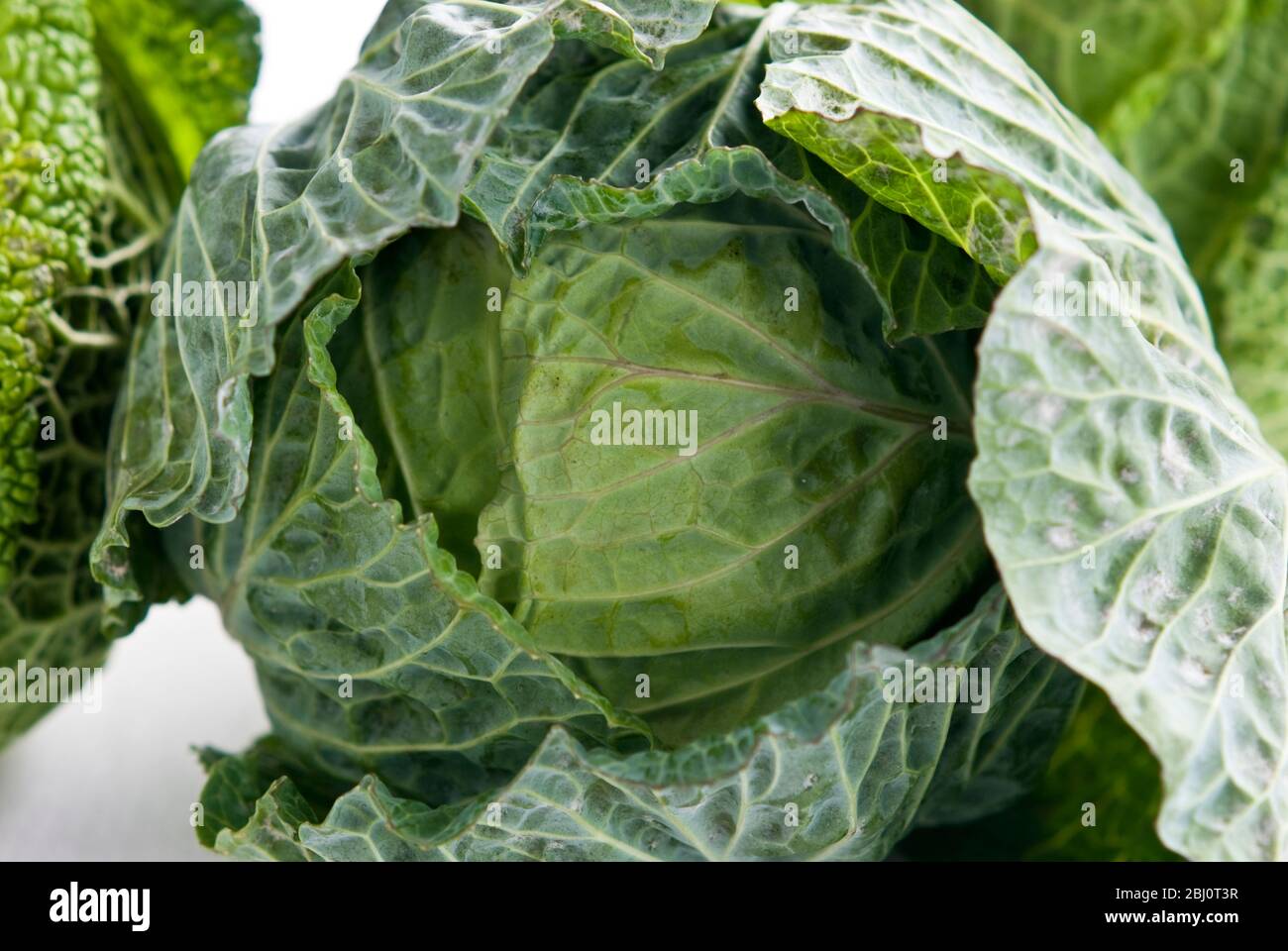 Large green whole cabbage closeup Stock Photo - Alamy
