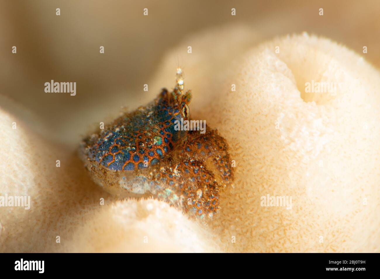Coral gall crab (Pseudocryptochirus viridis). Underwater macro ...