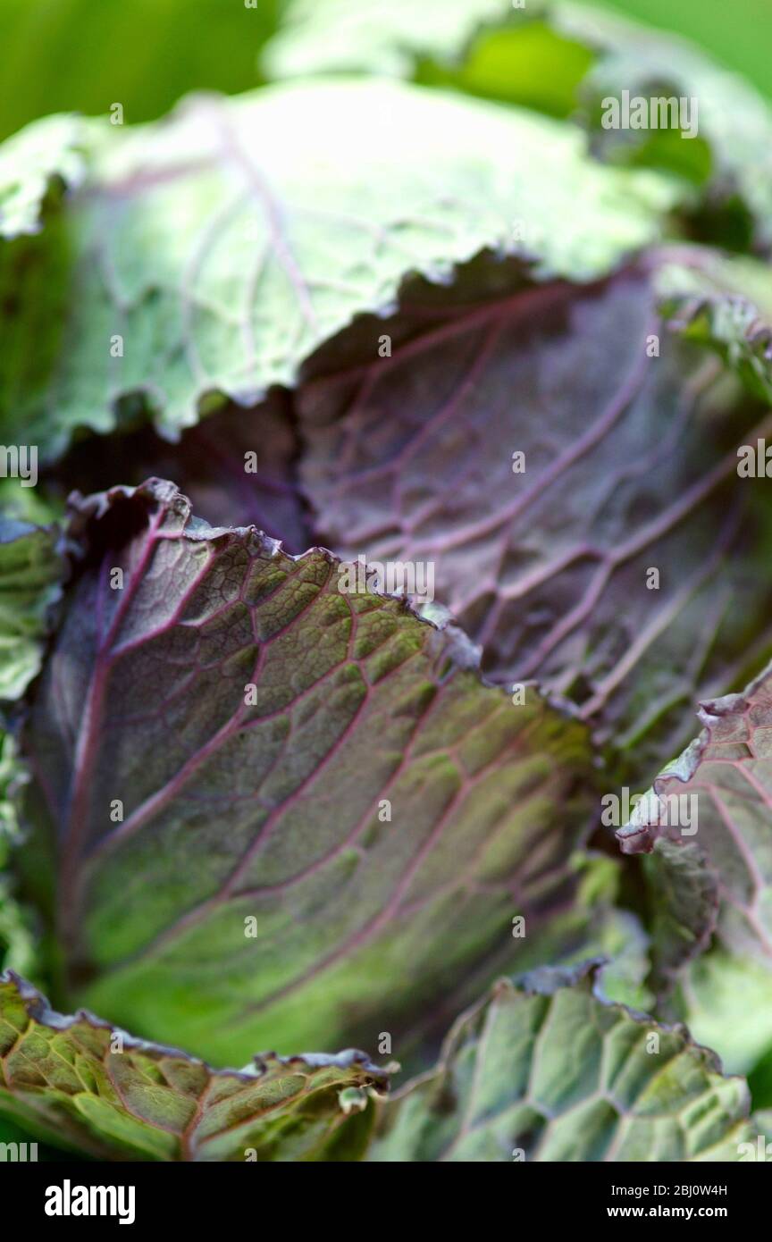 Purple cabbage hi-res stock photography and images - Alamy