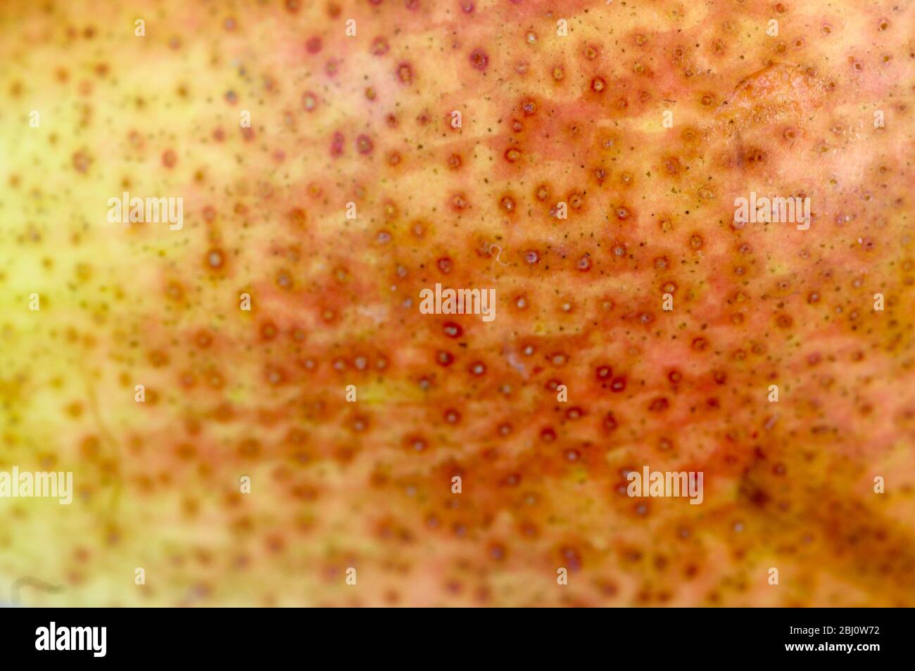 Close up of pear skin Stock Photo - Alamy