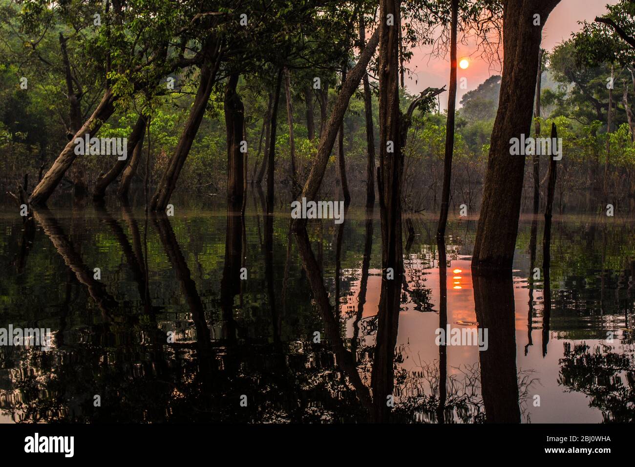 Amazon rainforest manaus hi-res stock photography and images - Alamy
