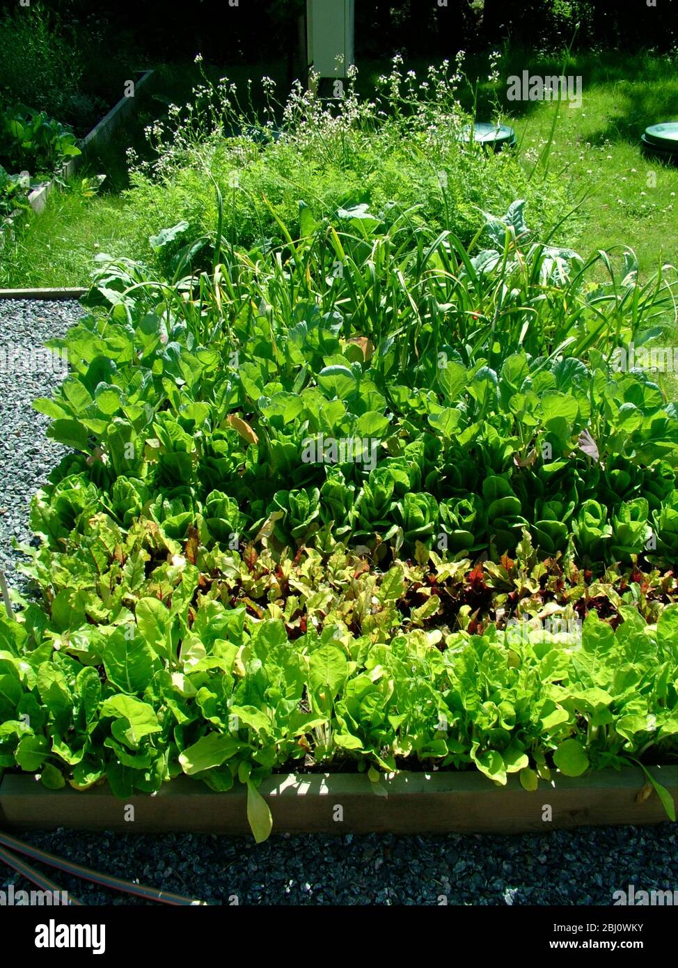 Small productive vegetable plot with abundant produce Stock Photo - Alamy