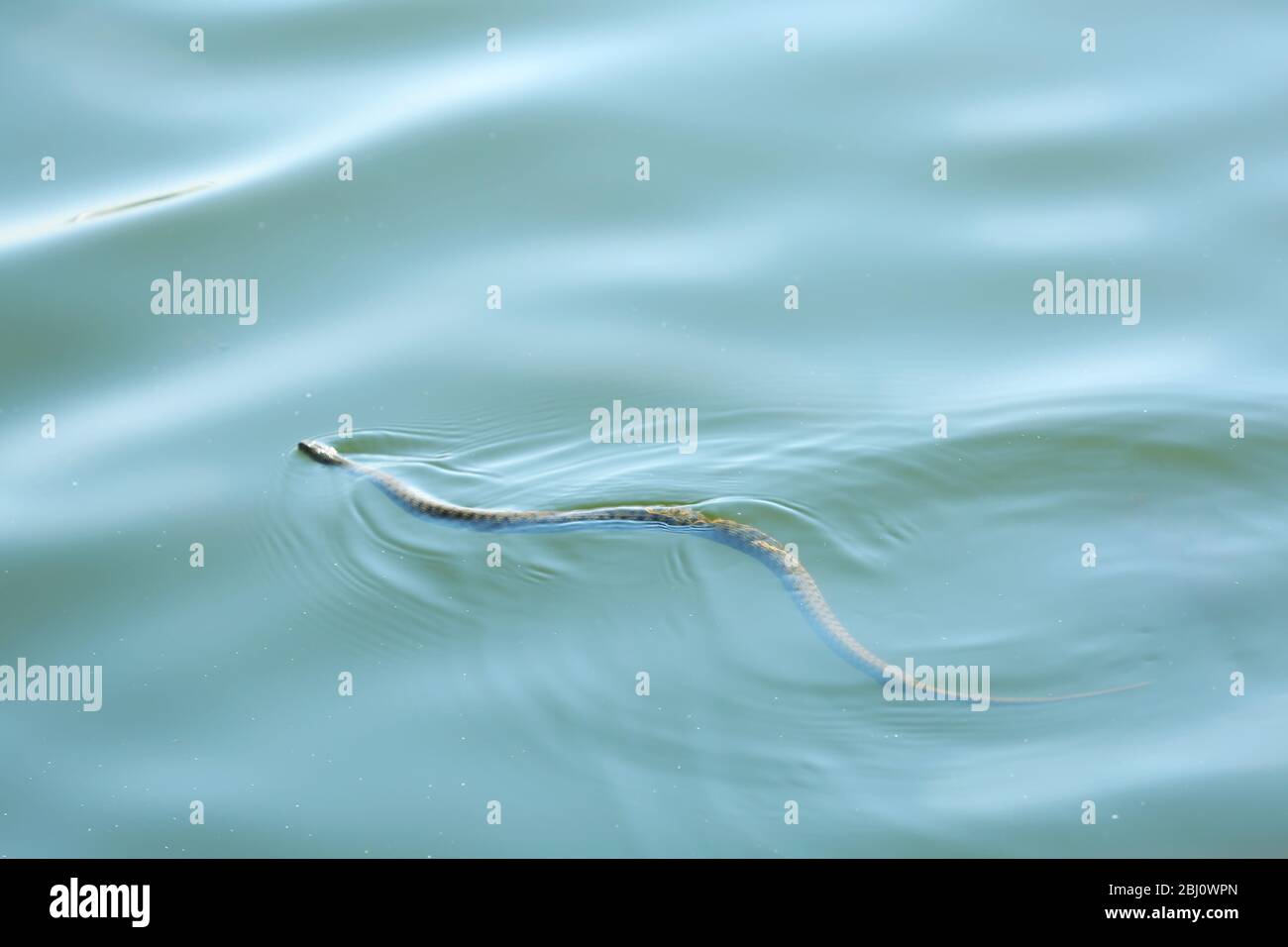 Grass snake swimming in river Stock Photo - Alamy
