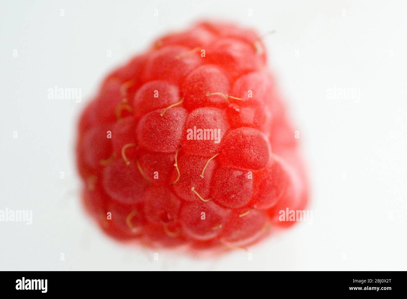Single fresh raspberry on translucent white surface Stock Photo - Alamy