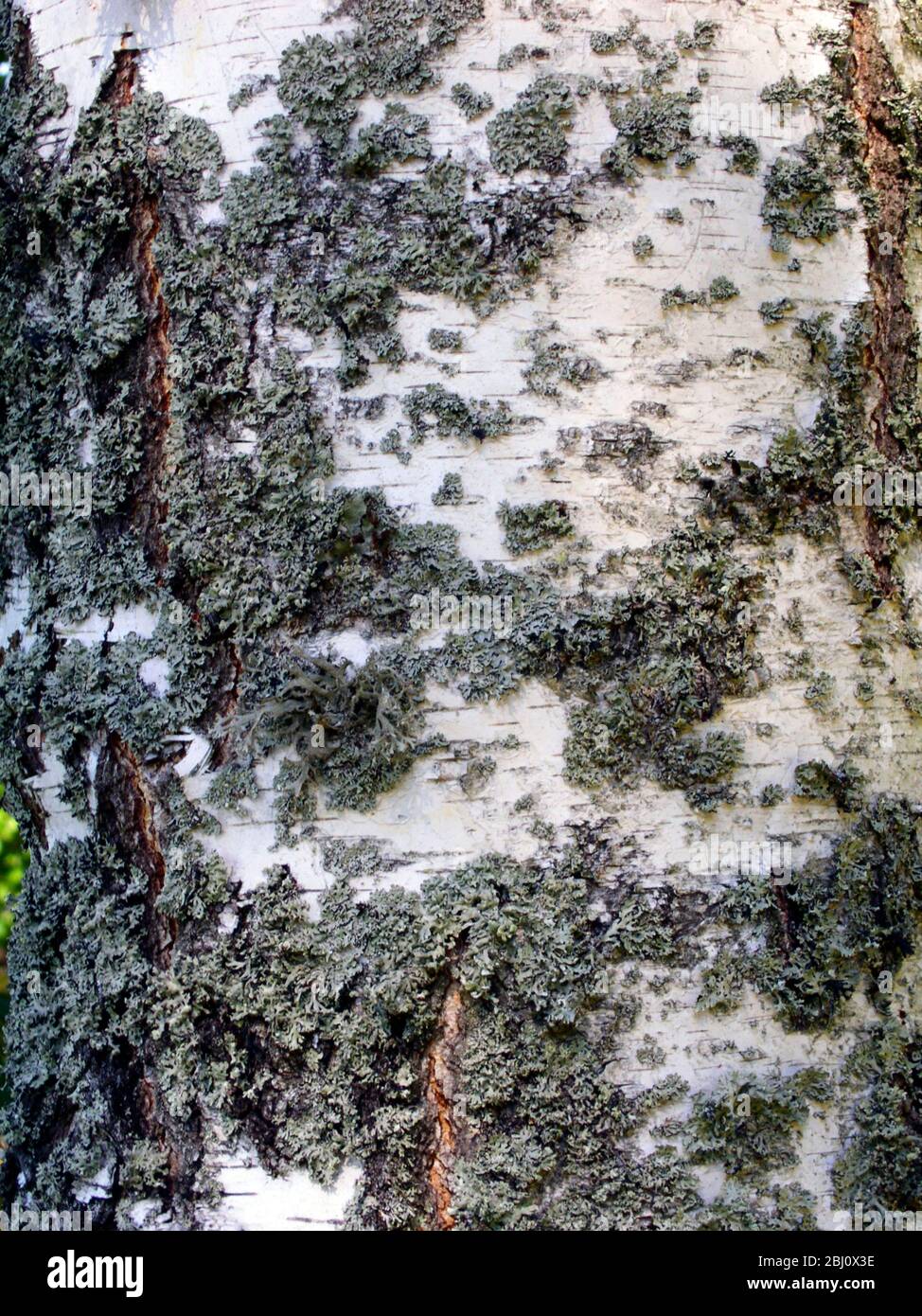 Silver birch tree summer hi-res stock photography and images - Alamy