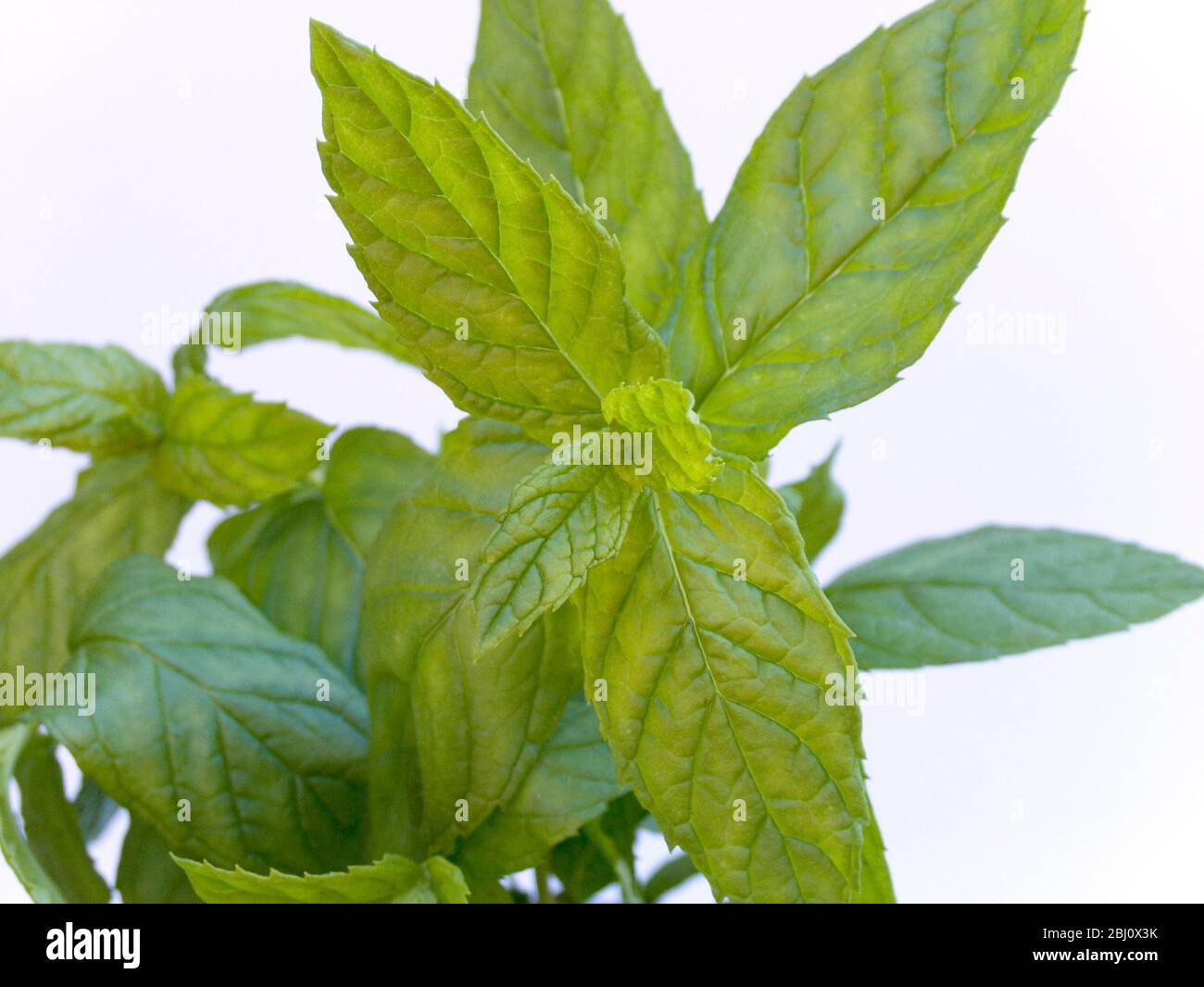 Healthy sprigs of peppermint mint against white background Stock Photo ...