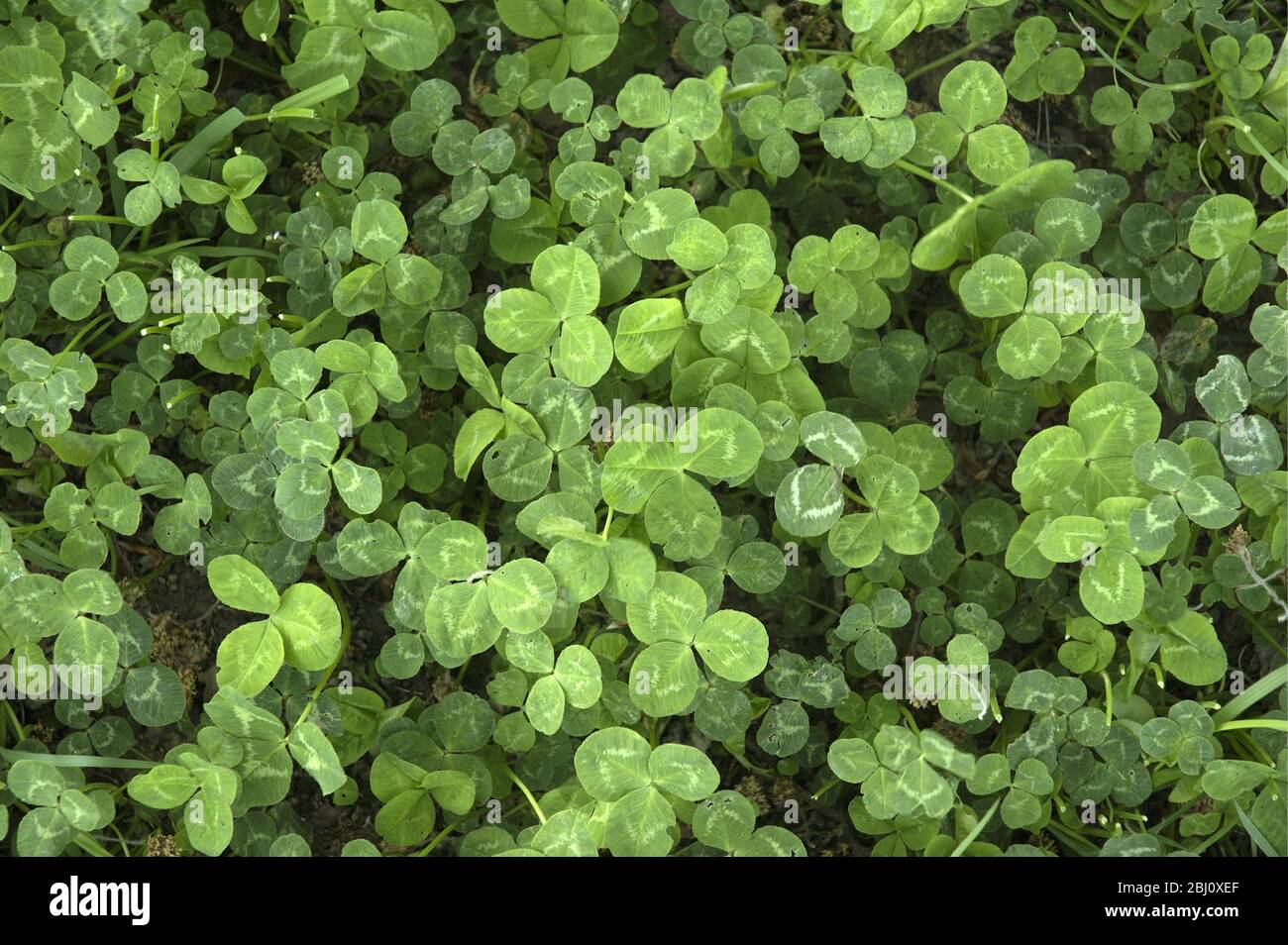 Clover growing in field, Kent UK Stock Photo - Alamy