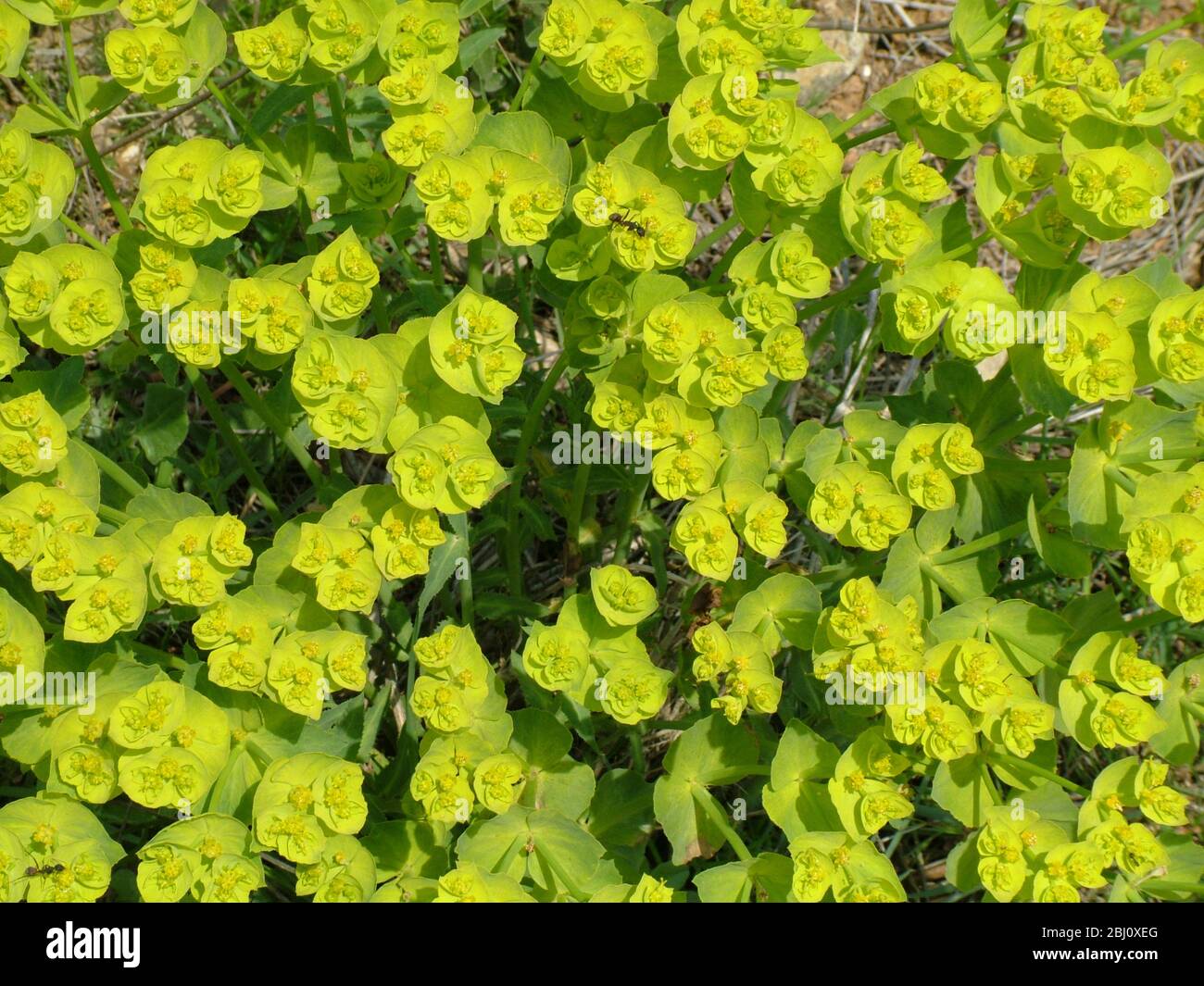 Small green spurge (euphoria) growing wild beside mountain path in ...