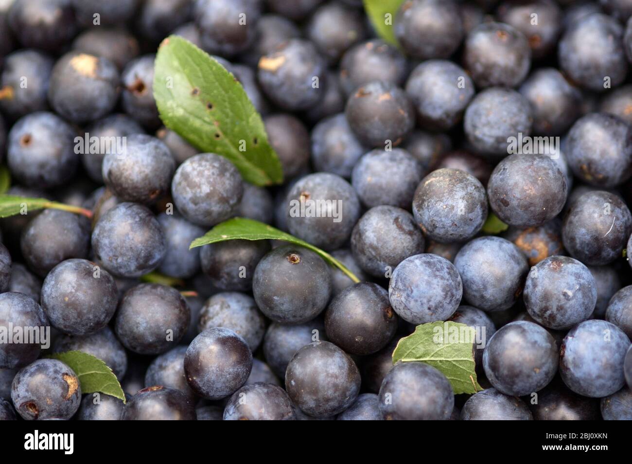 Sloes from the hedgerows and fields picked and ready to make ...
