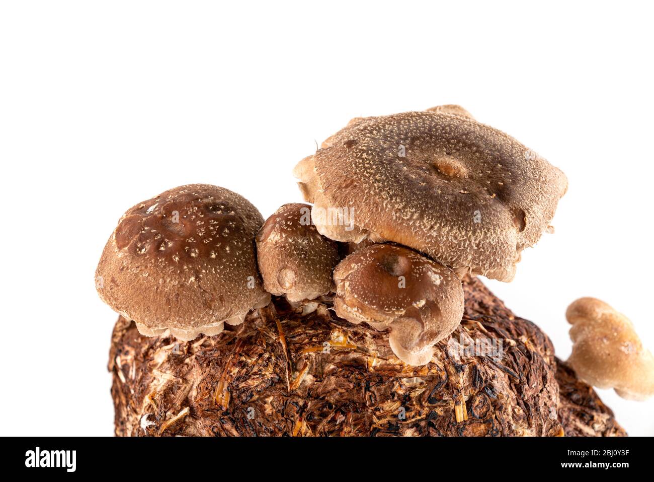 Shiitake mushroom isolated on white background. mushroom grown on a ...